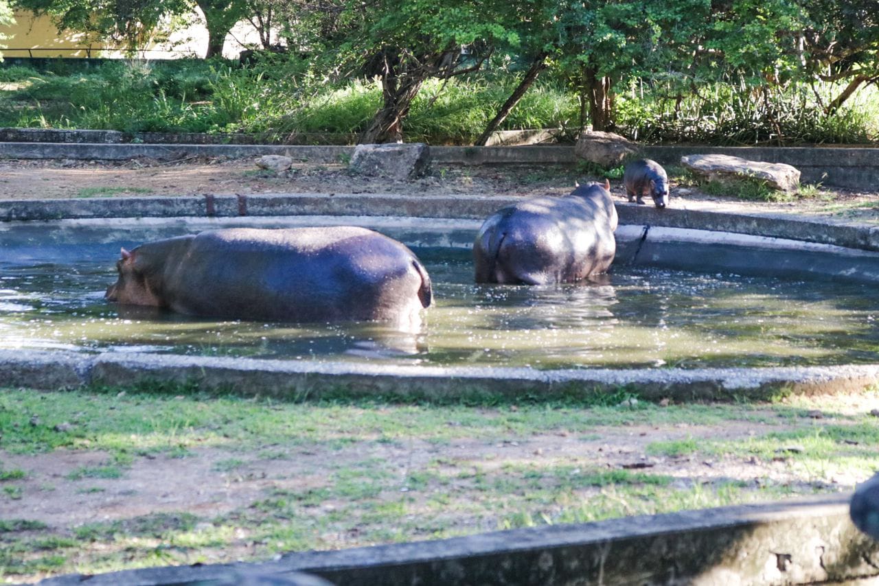 Nació un hipopótamo en el Parque Zoológico y Botánico Bararida