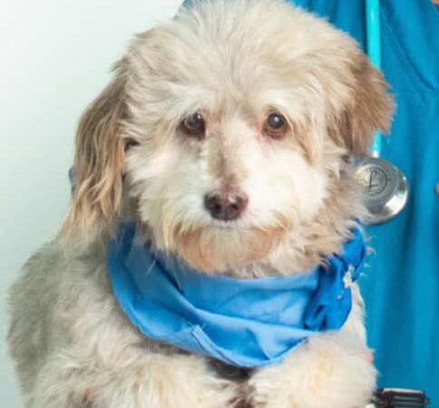 Sufre del corazón: Se perdió Vicky, una perrita Poodle con Terrier de ...